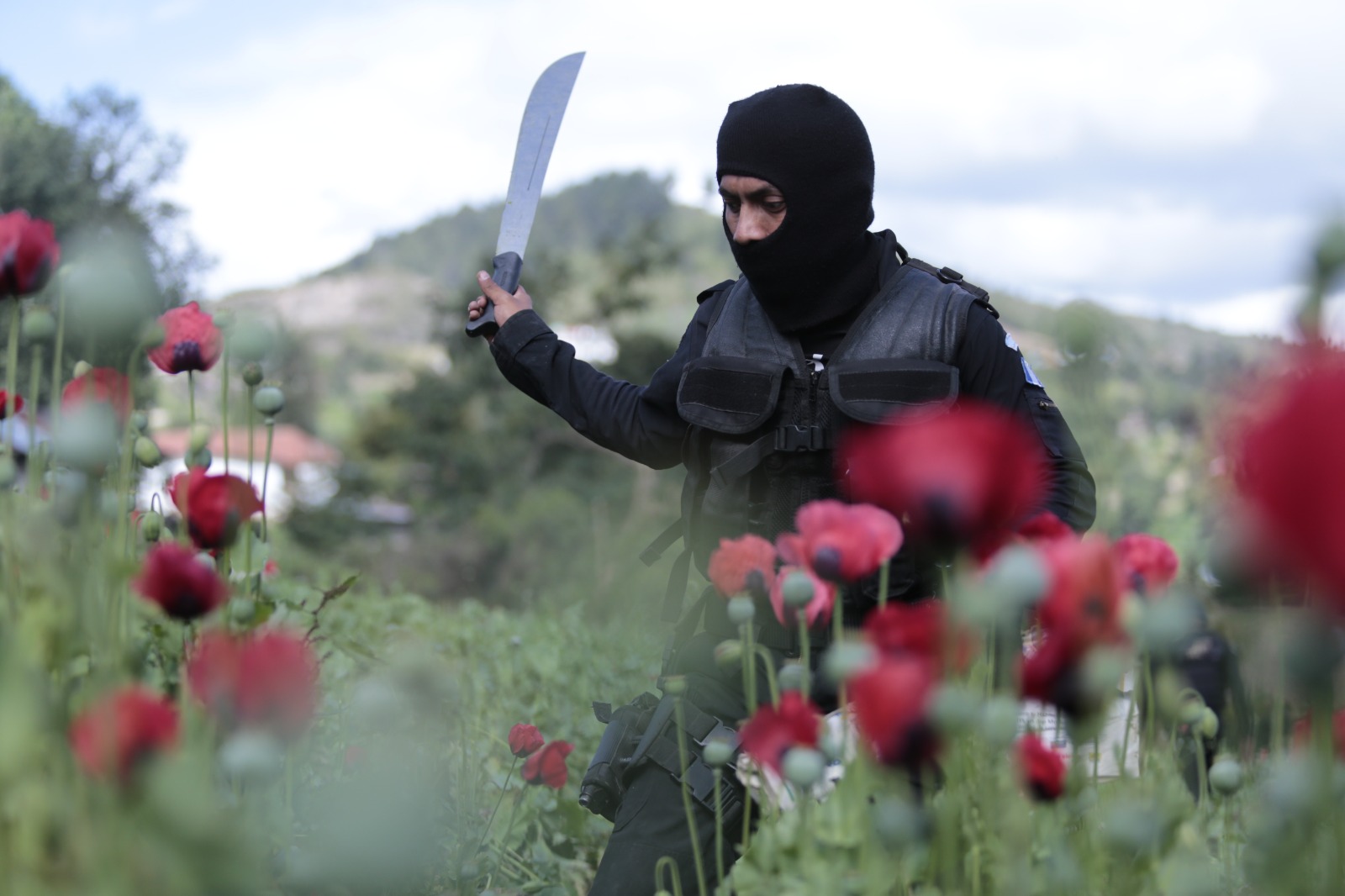 Incautaciones al narcotráfico suman más de Q1 mil 210 millones en tres meses - Gobierno de Guatemala